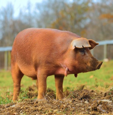 Red Wattle | Springtown Farmland